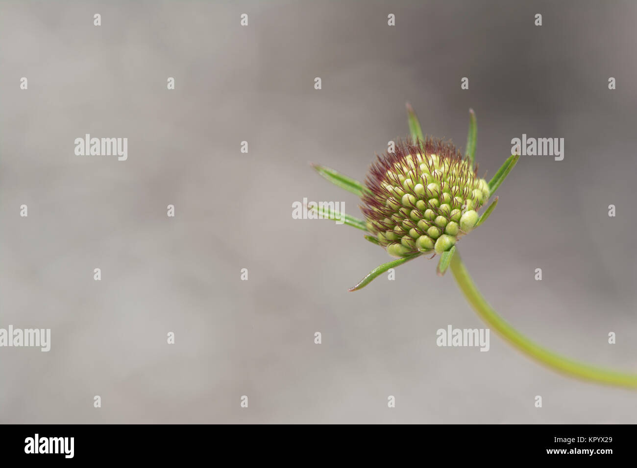 Pre bloom hi-res stock photography and images - Alamy