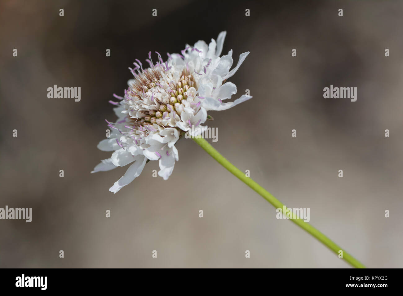 White Scabiosa (Pincushion Flower) flower head with blurred natural ...
