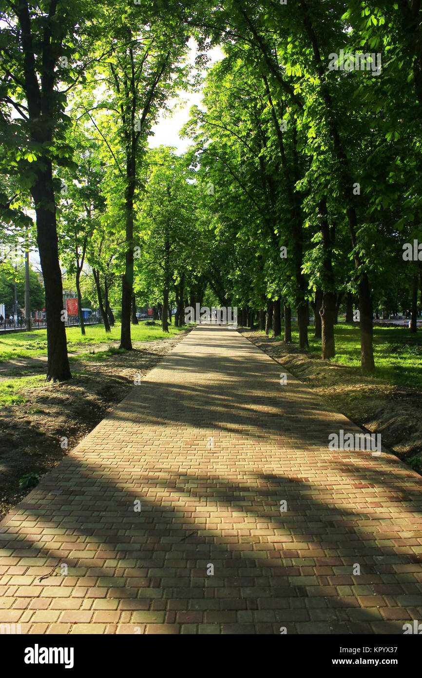 Beautiful park with many green trees Stock Photo - Alamy