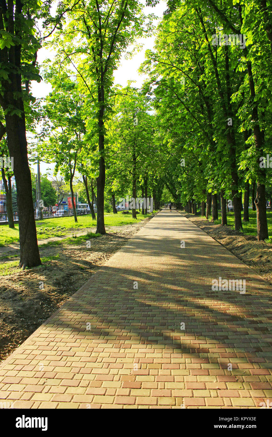 Beautiful park with many green trees Stock Photo - Alamy