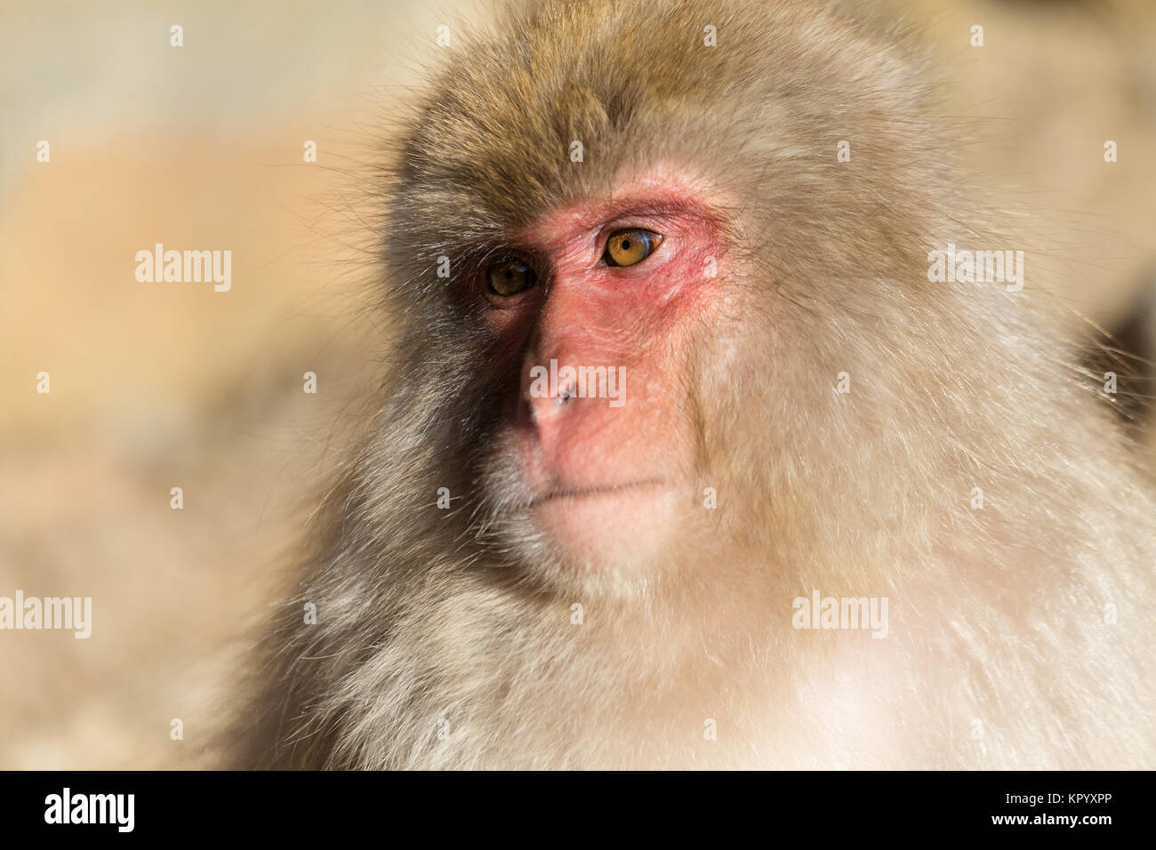 Cute Japanese monkey Stock Photo - Alamy
