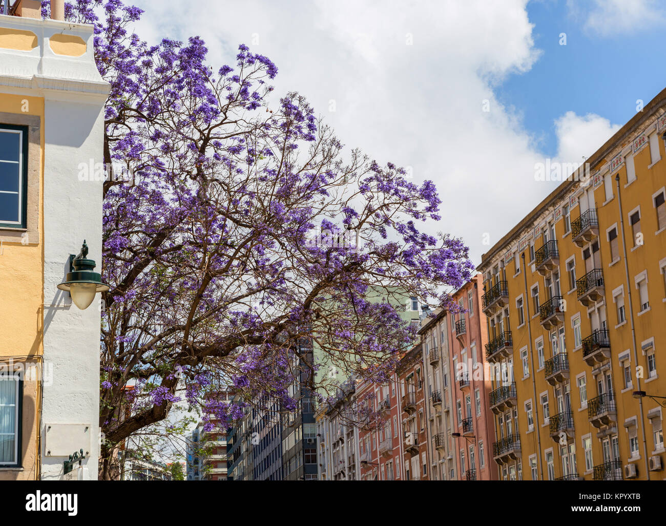 Jacaranda trees in bloom pretoria hi-res stock photography and images ...