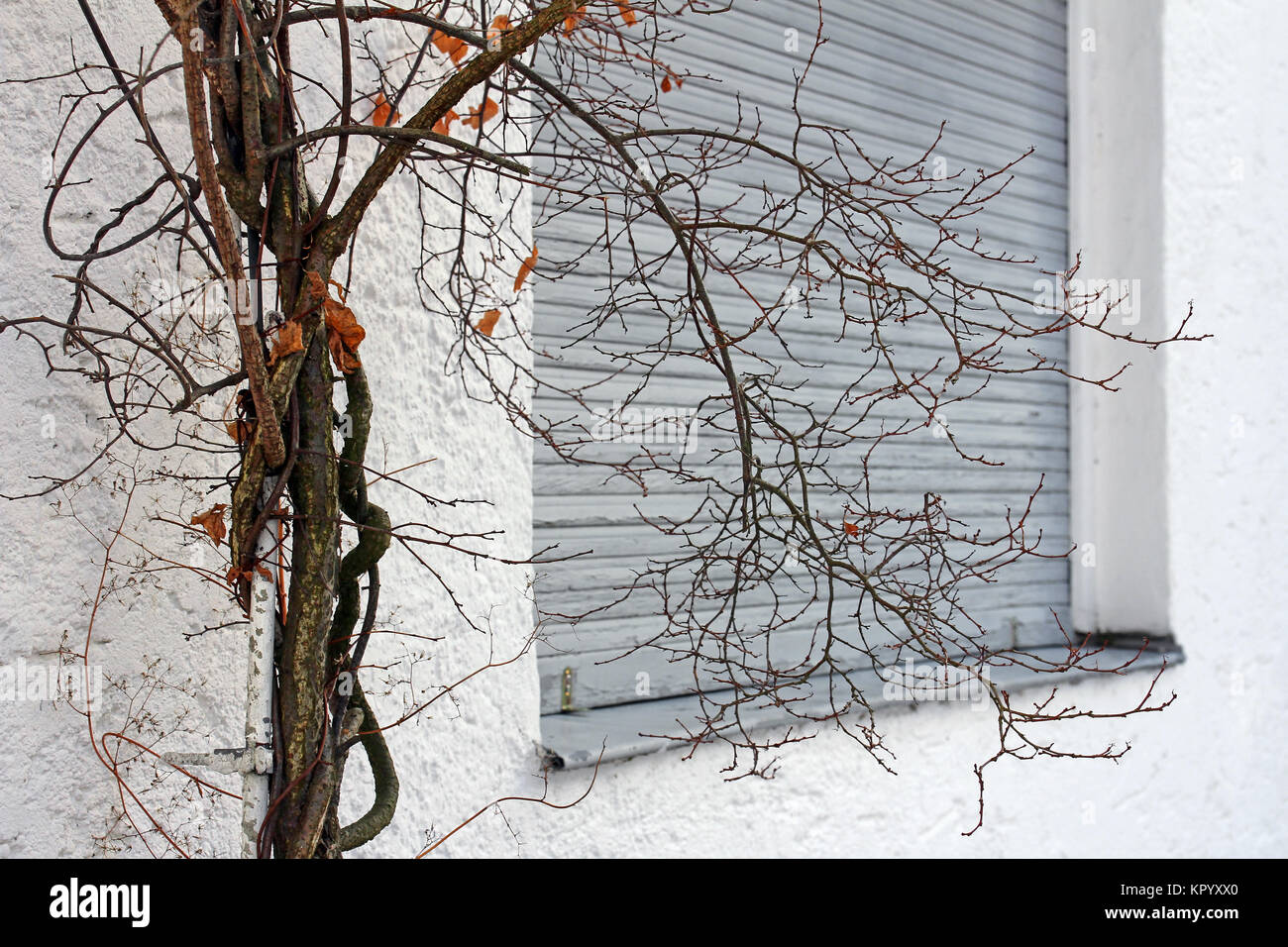 the old tree in front of the closed window. shutters in front of a ...