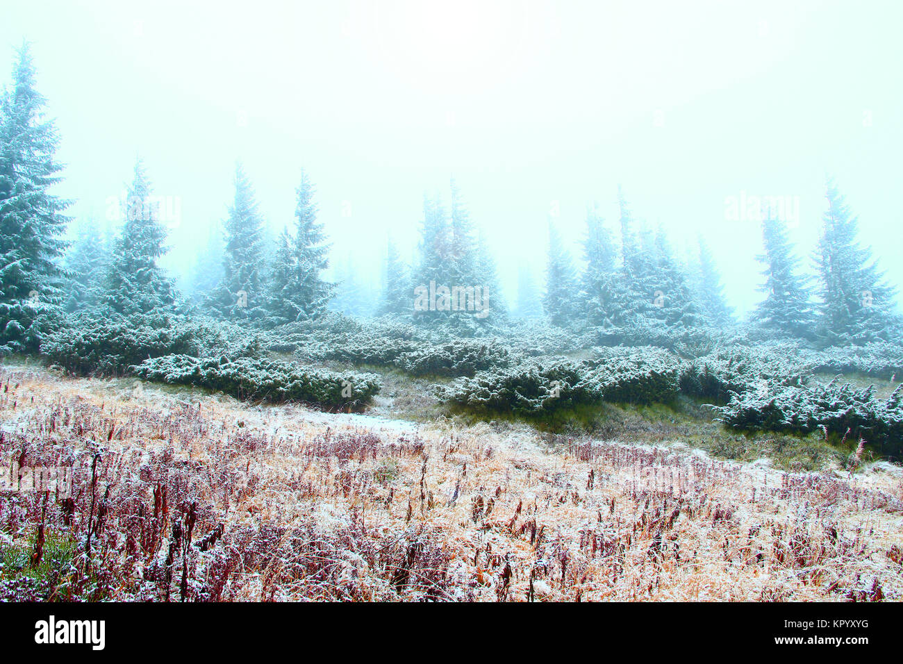 clearing in the forest with spruces after the first snow in the year ...