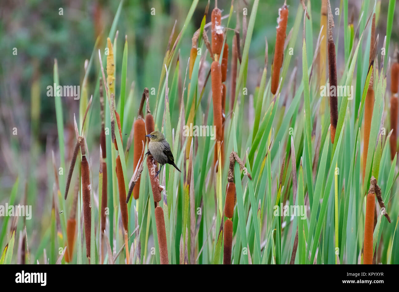 Pardal hi-res stock photography and images - Alamy