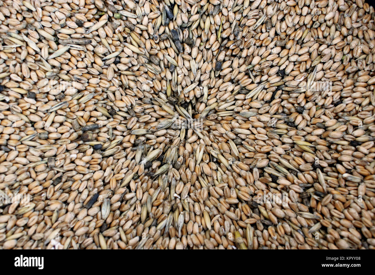grains of wheat. Texture from wheat seeds Stock Photo - Alamy