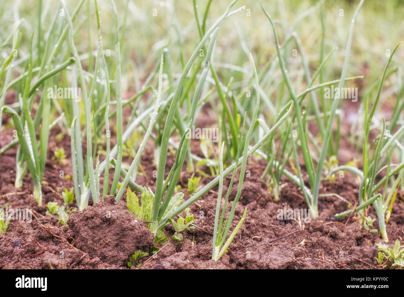 Organic Spring Onion Vegetable Stock Photo - Alamy