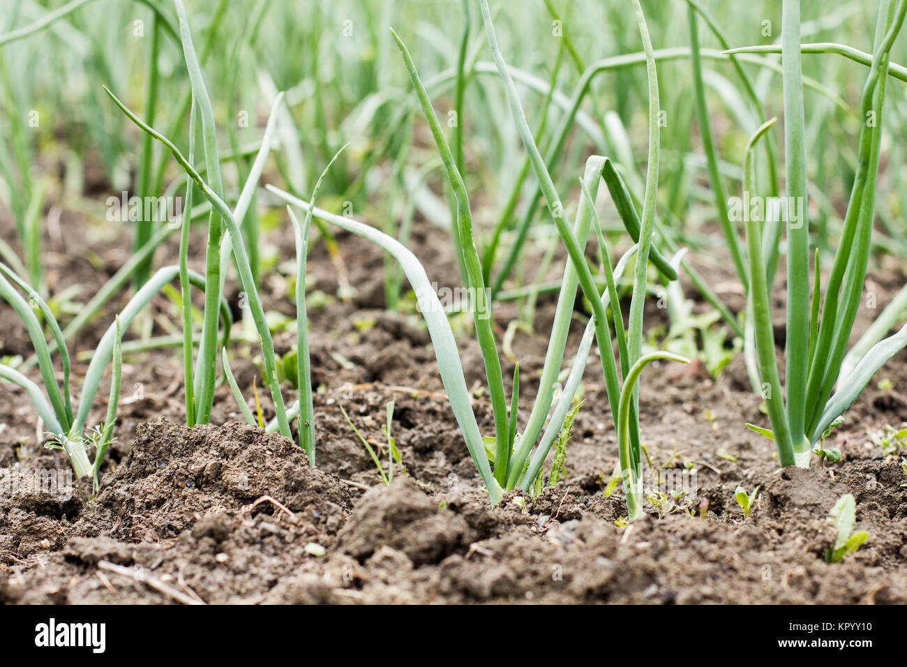 Organic Spring Onion Vegetable Stock Photo - Alamy