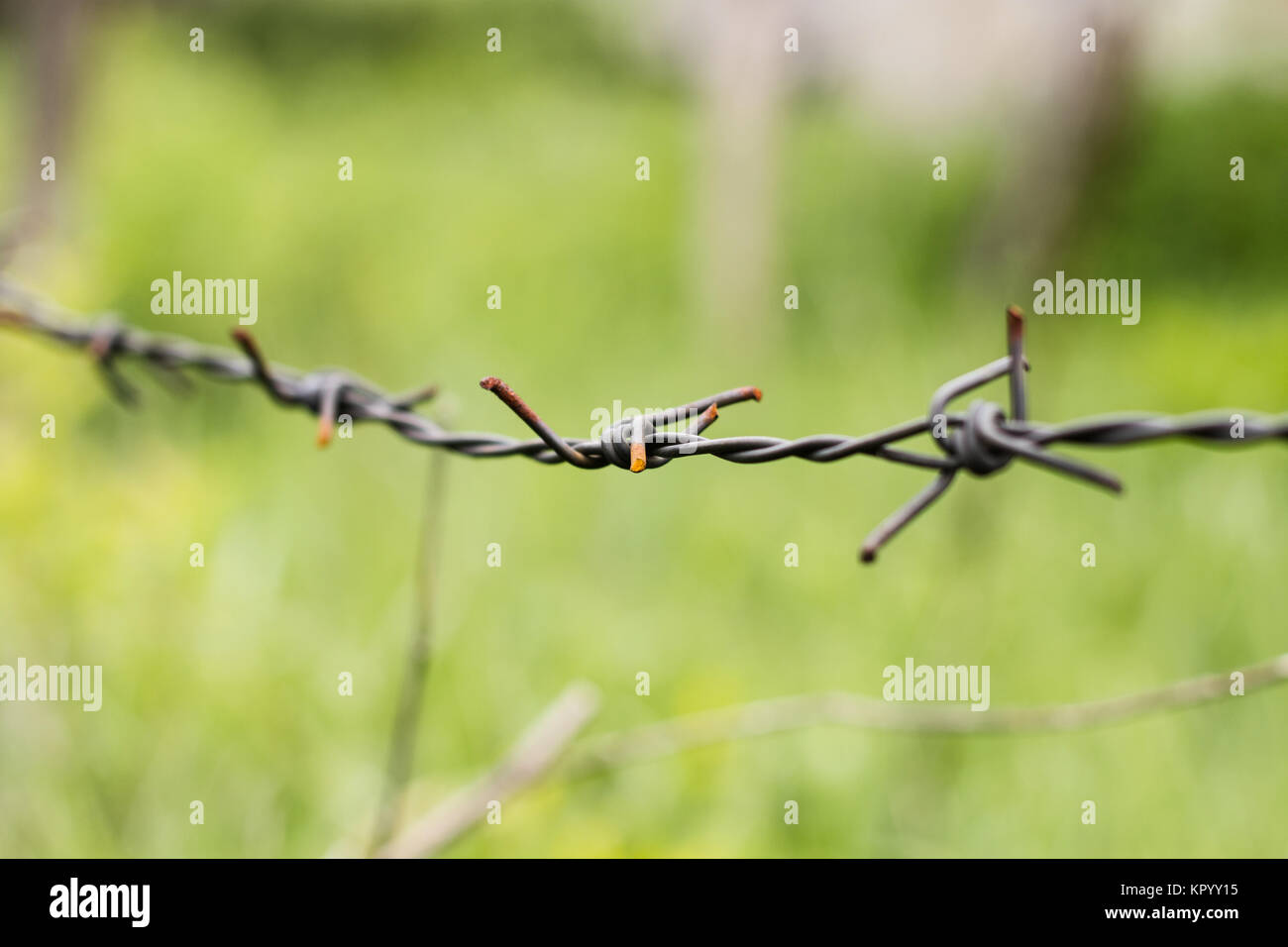 Barbed Wire Closeup Stock Photo - Alamy