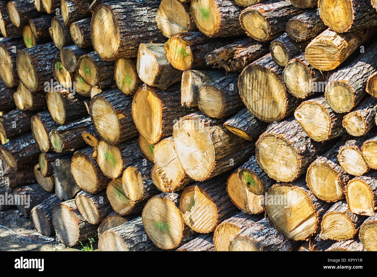 Pile of Cut Trees Stock Photo - Alamy