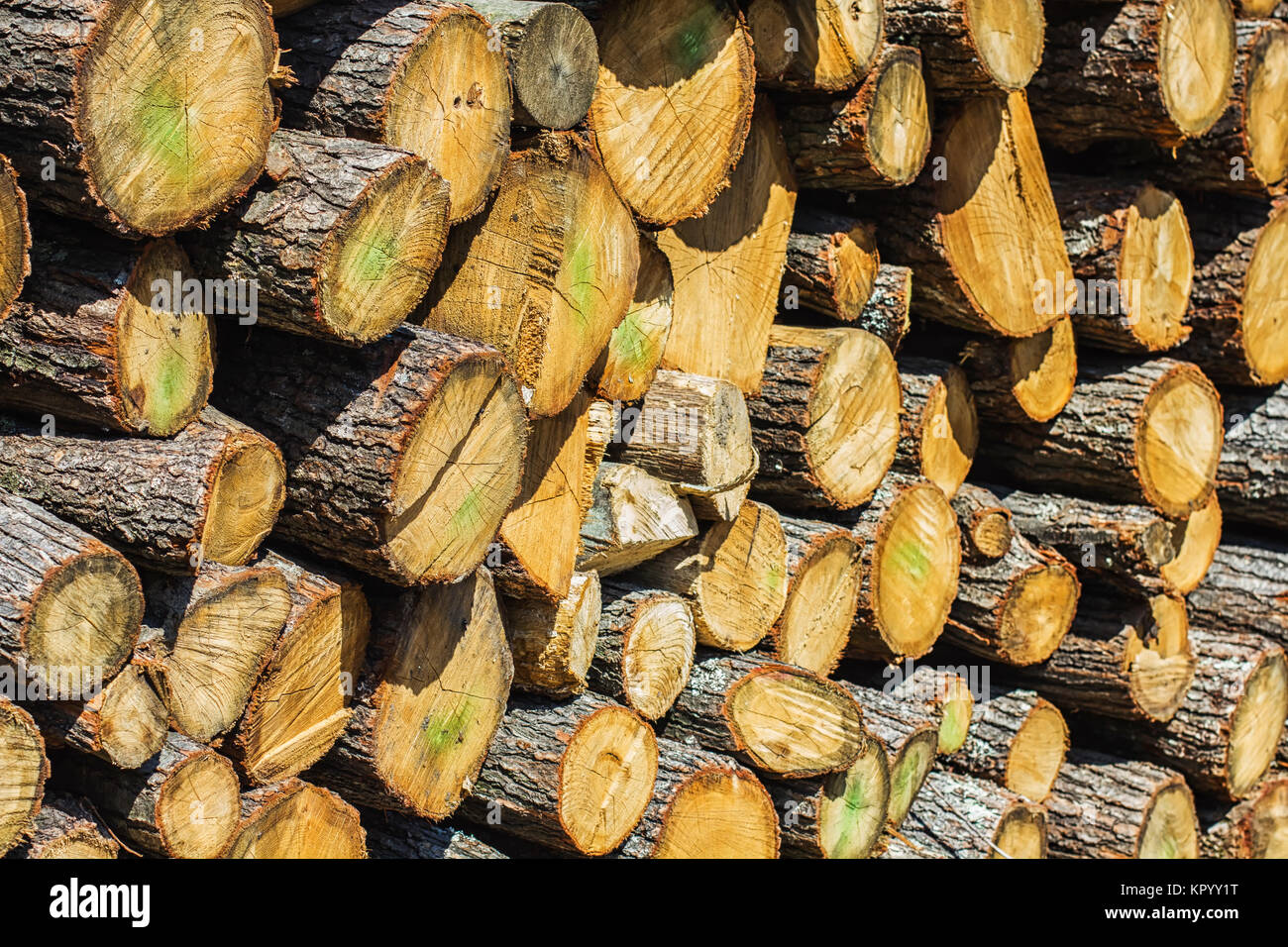 Pile of Cut Trees Stock Photo - Alamy