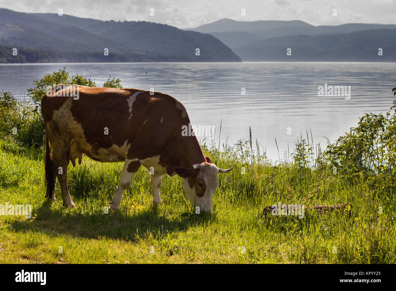 Cow Grazing Nature Stock Photo - Alamy