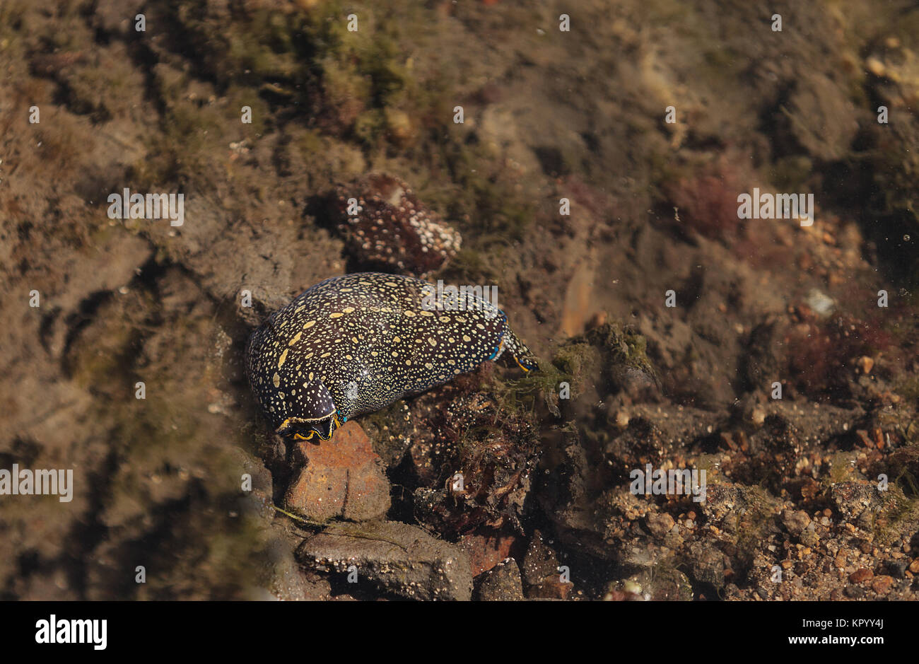 Blue Ocean Slug High Resolution Stock Photography and Images - Alamy