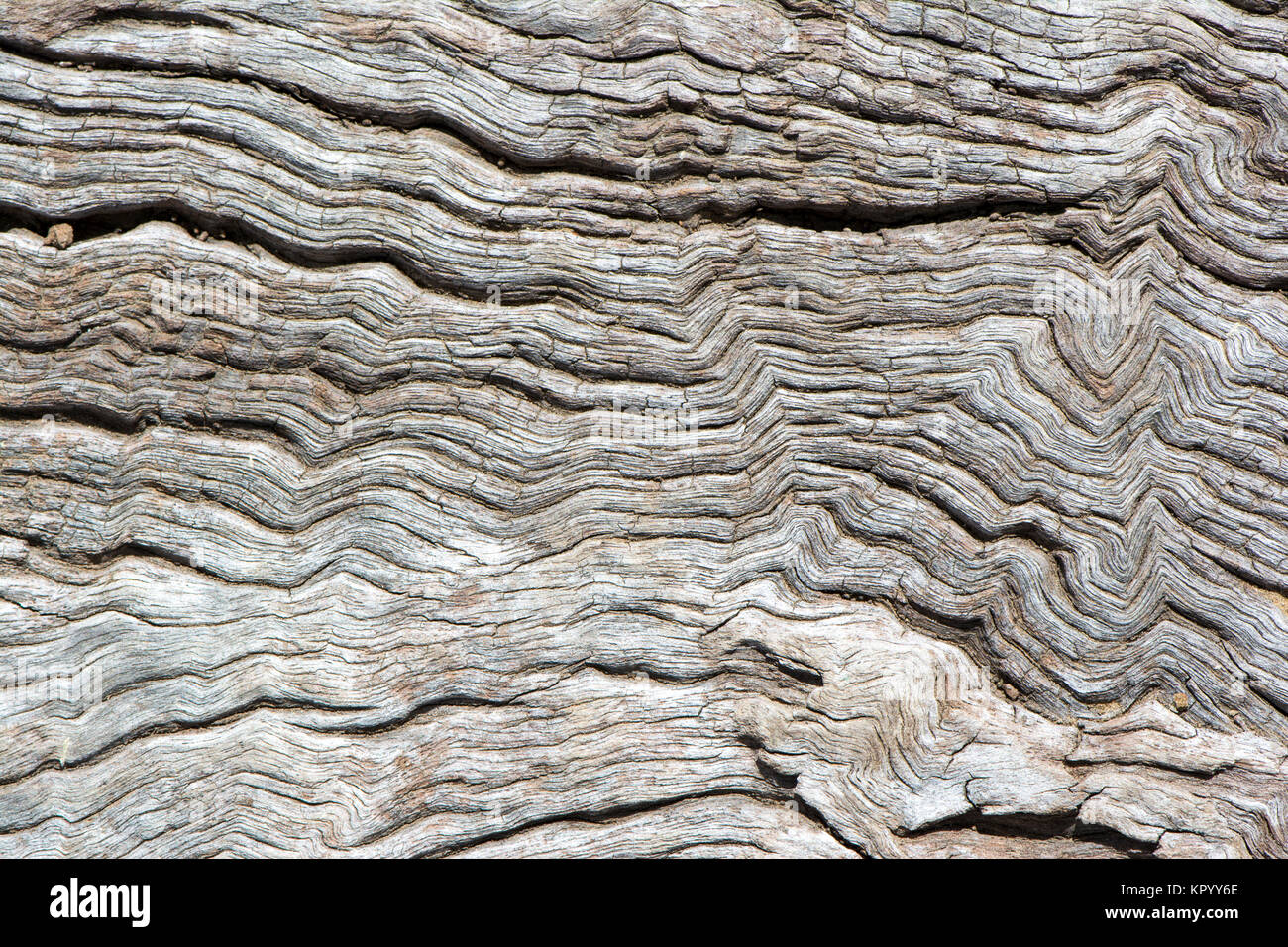 Abstract textures and shapes naturally formed in an old fallen log ...