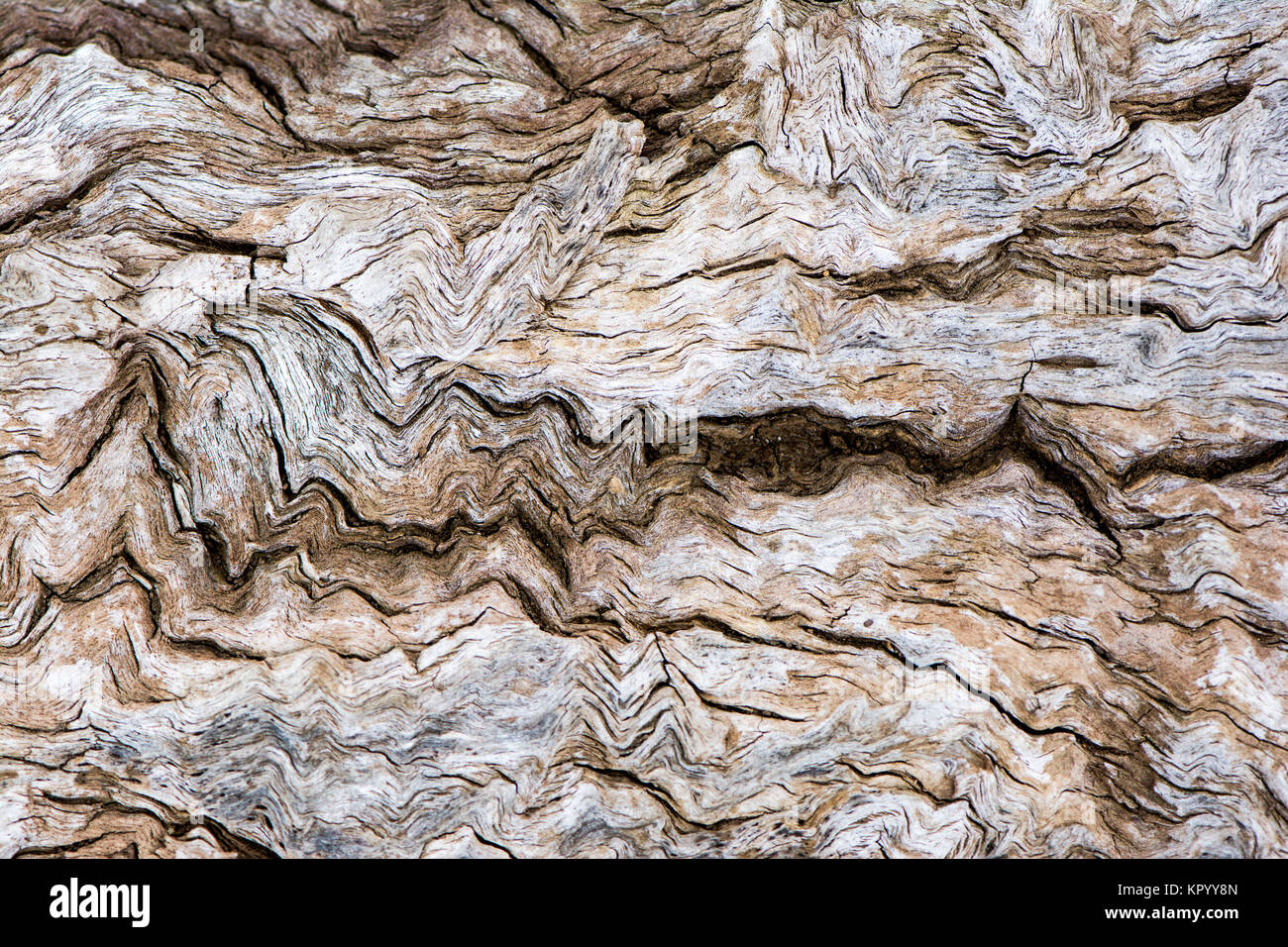 Abstract textures and shapes naturally formed in an old fallen log ...