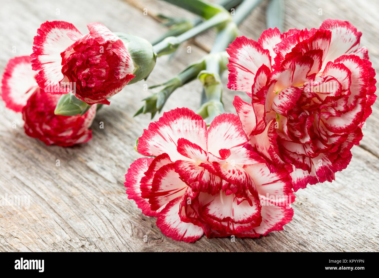 Bunch of carnations close-up Stock Photo - Alamy