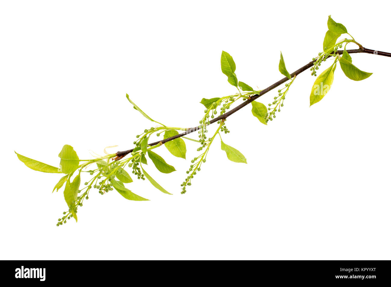 Branch of tree with young leaves Stock Photo - Alamy