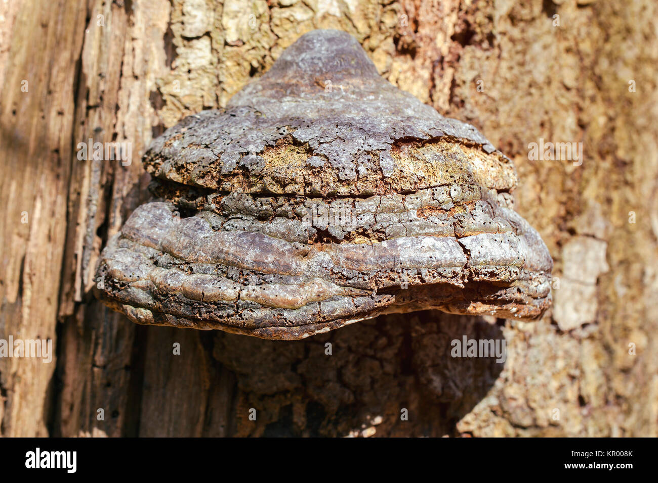 tinder - fomes fomentarius Stock Photo - Alamy