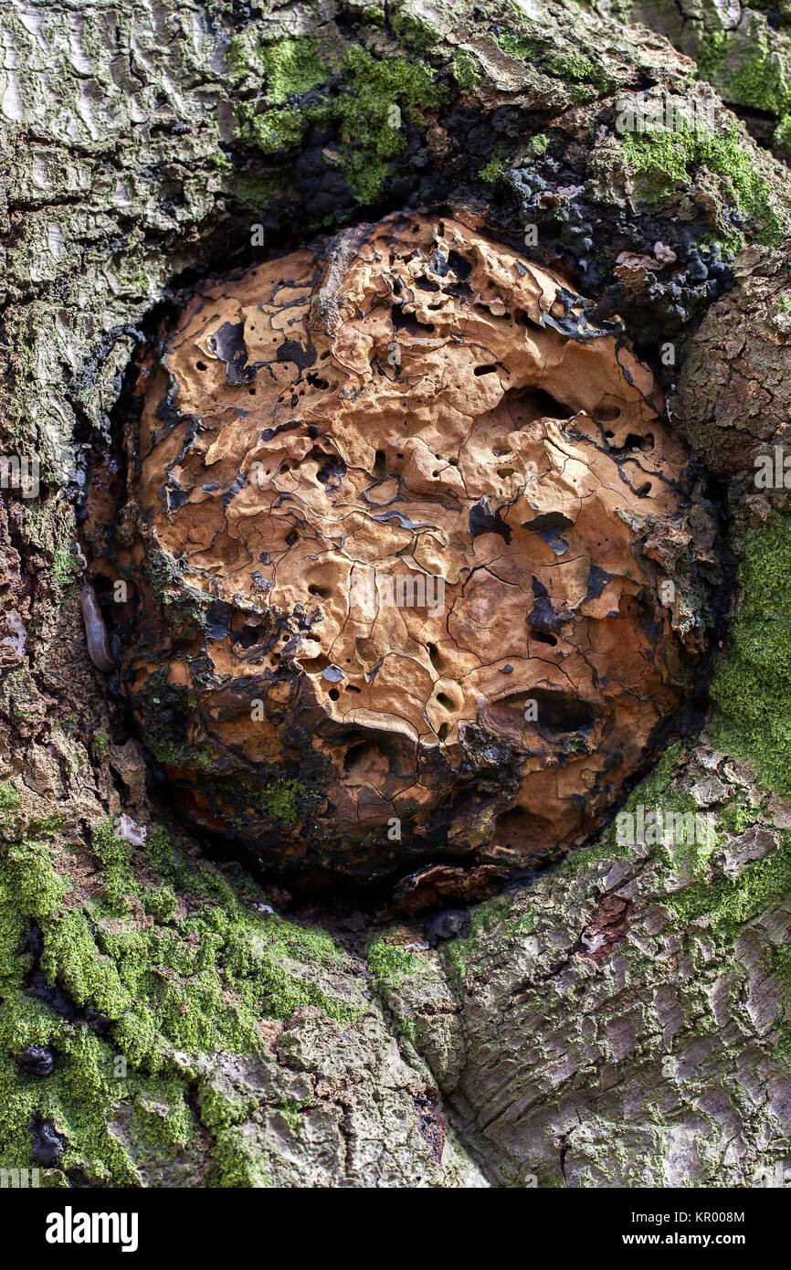 Canker fungus hi-res stock photography and images - Alamy