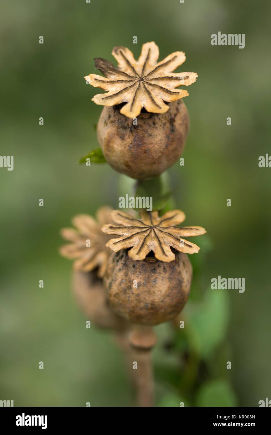 poppy capsules of turkish poppy / capsules of the turkish Stock Photo ...