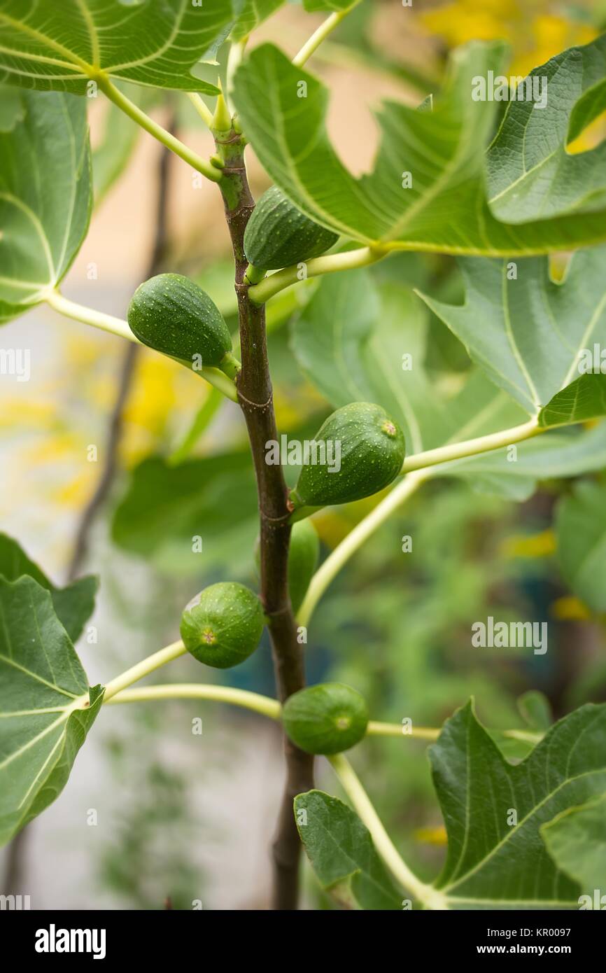 True Fig Tree High Resolution Stock Photography and Images - Alamy
