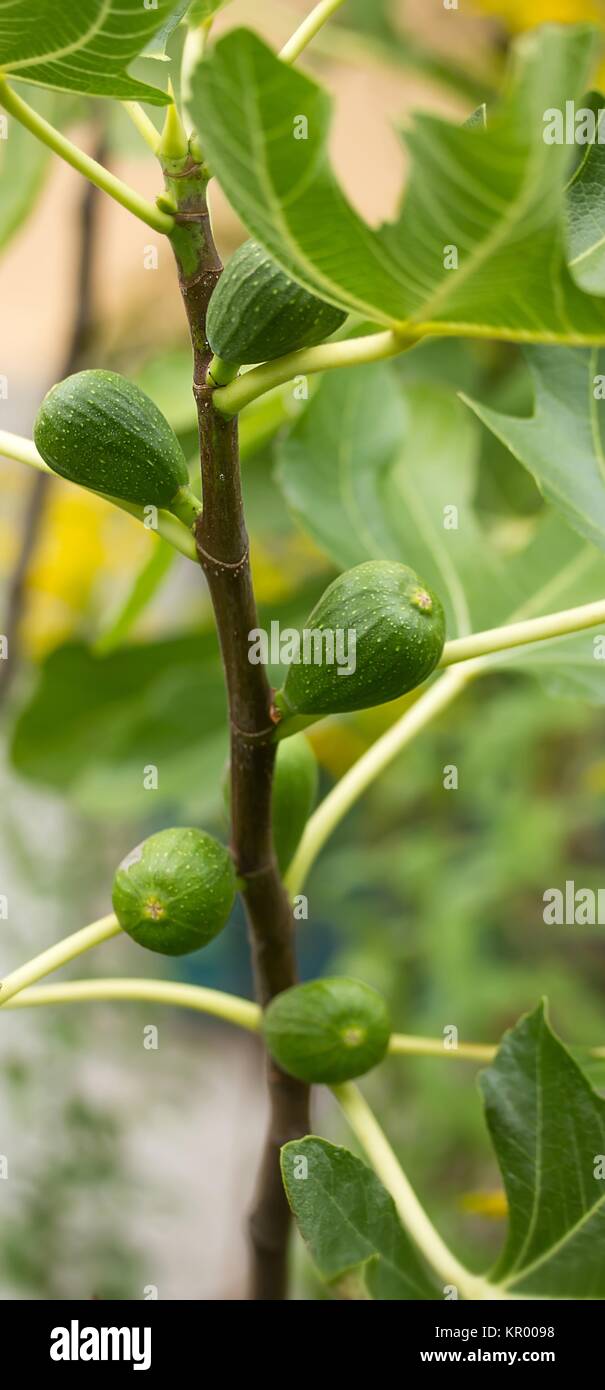 true figs on the tree / real fig on the tree Stock Photo - Alamy