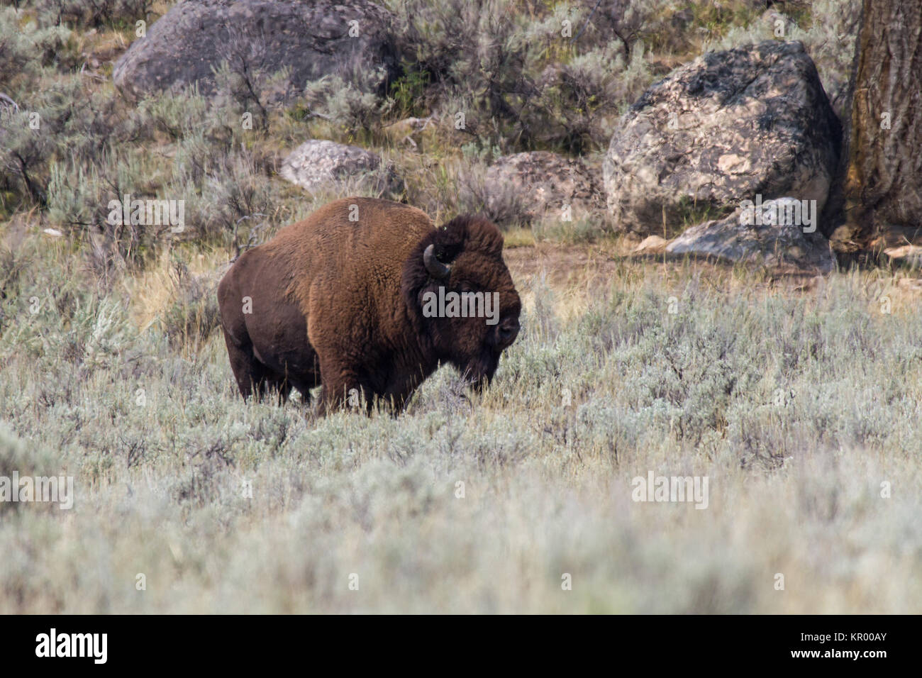 Bison amerika hi-res stock photography and images - Alamy