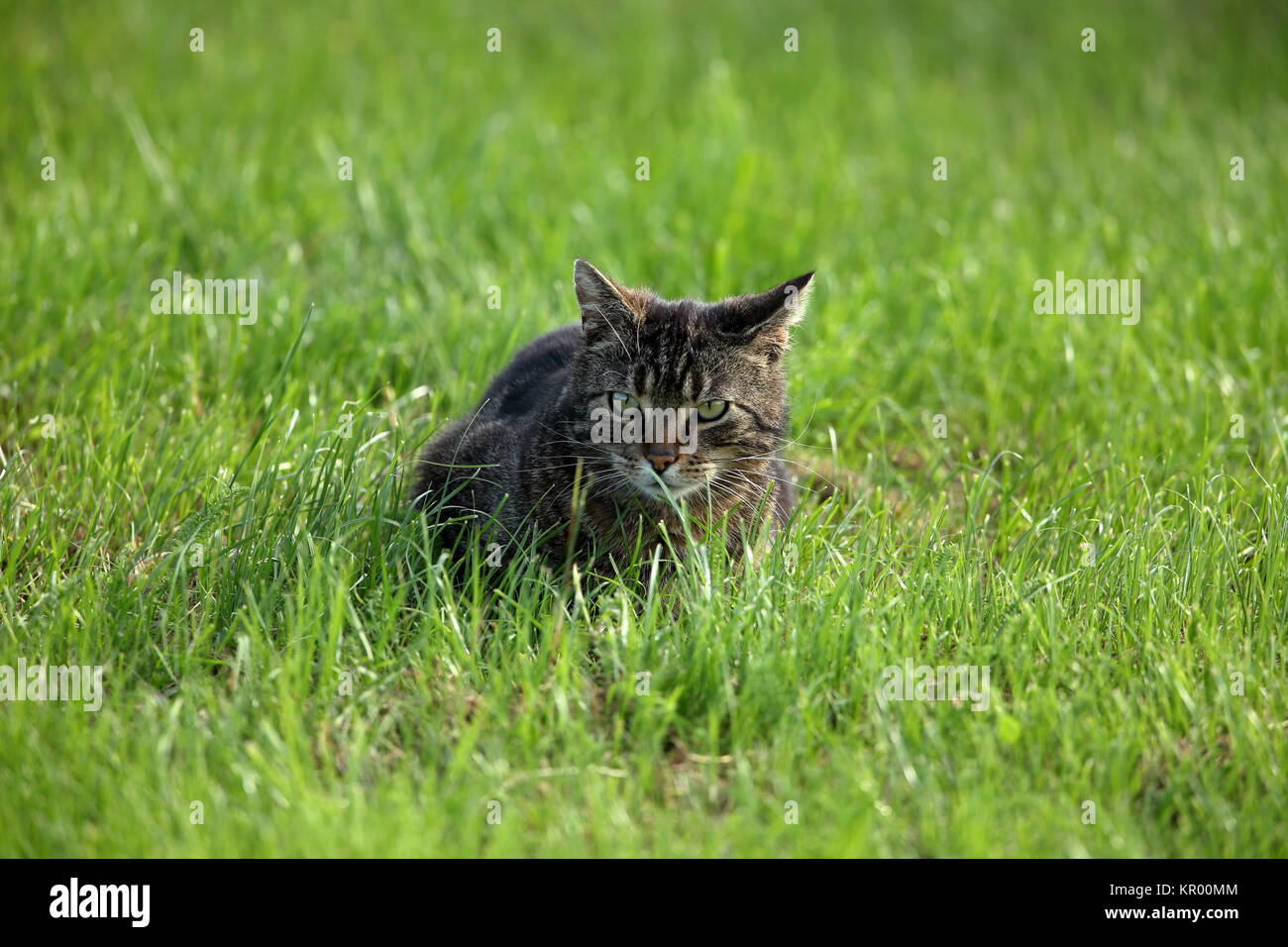 wild domestic cat in mÃ¤usejagd Stock Photo - Alamy