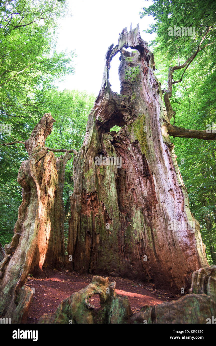 ancient tree trunk Stock Photo - Alamy