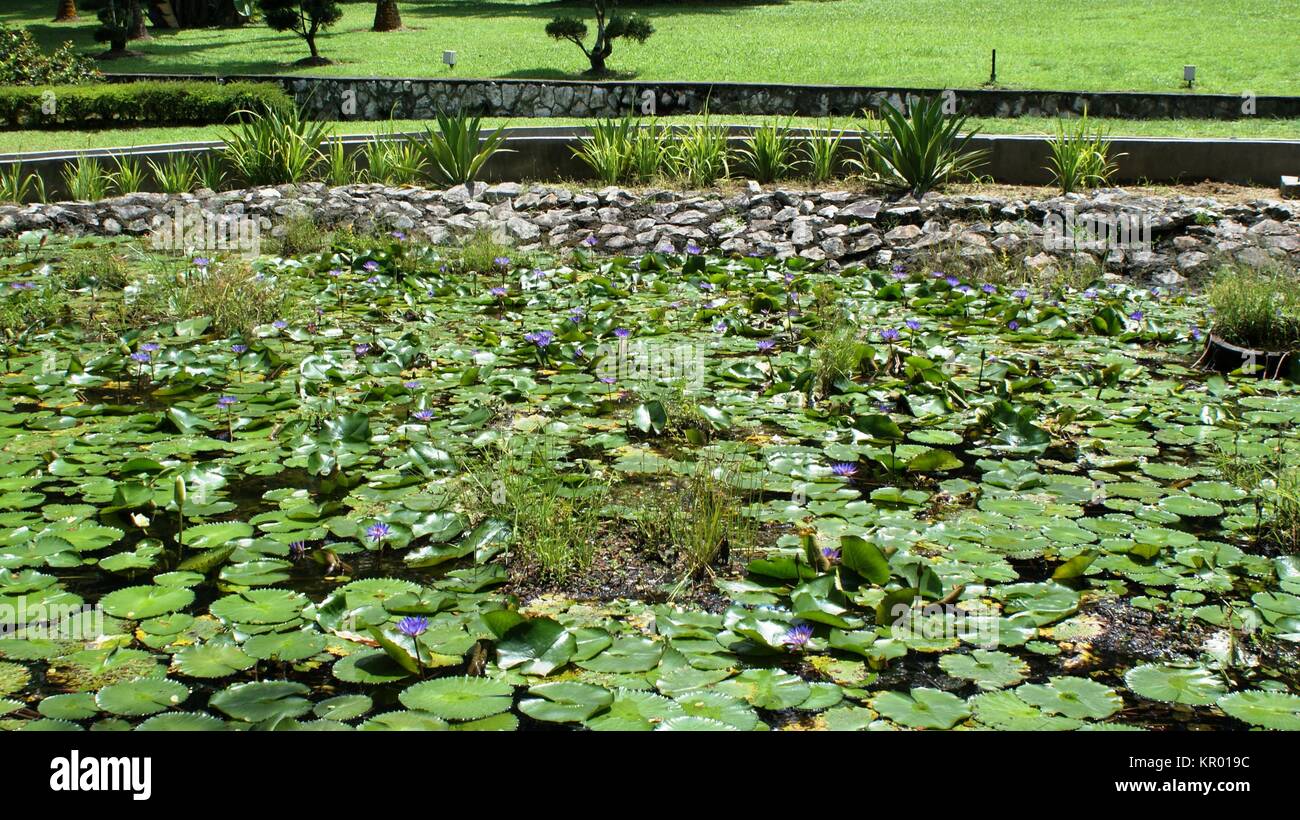 Malaysian flora, a lot of green grass and park Stock Photo - Alamy