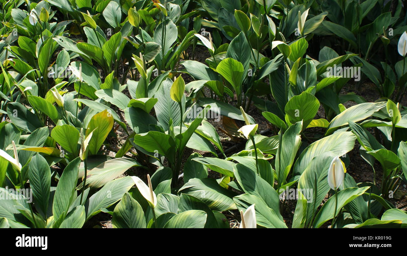 Malaysian flora, a lot of green grass and park Stock Photo - Alamy
