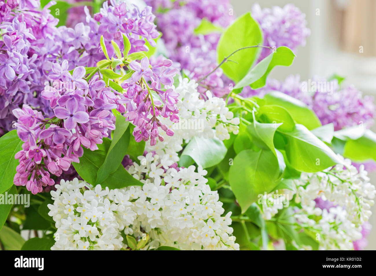 Common lilac close up hi-res stock photography and images - Alamy