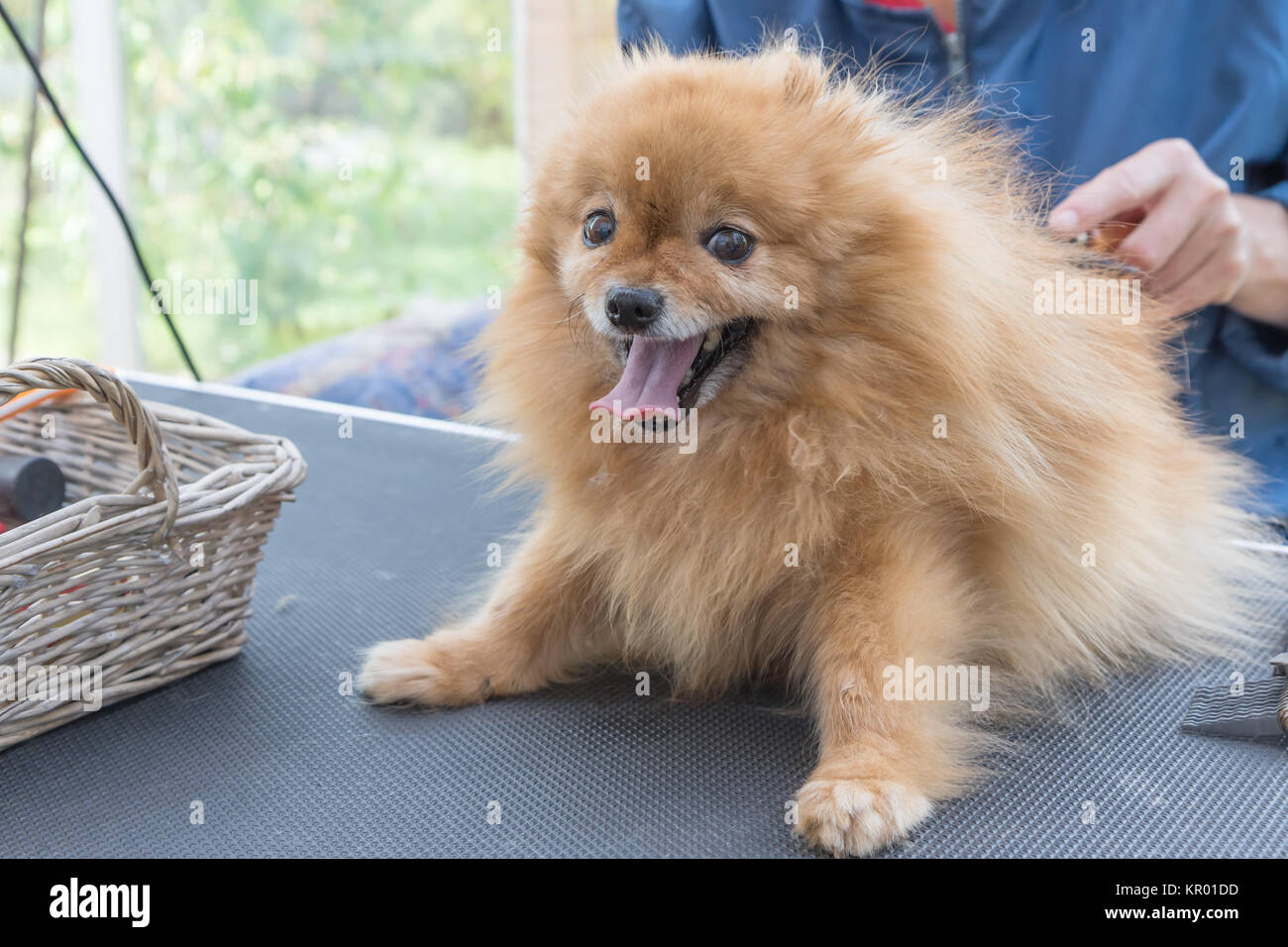 Groomed smiling Pomeranian German Spitz dog Stock Photo - Alamy
