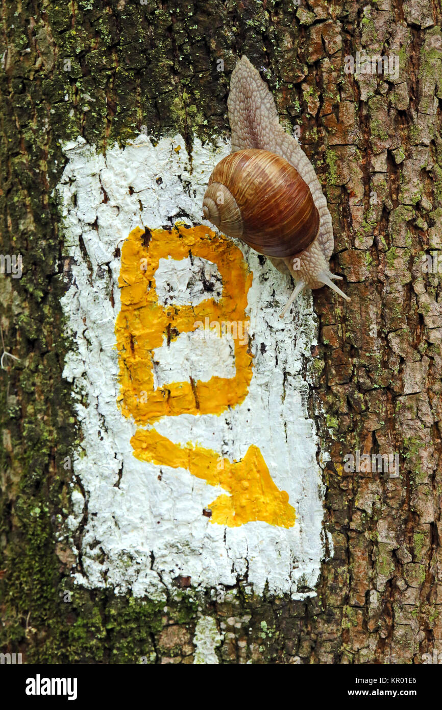 Snail with mucous trail hi-res stock photography and images - Alamy