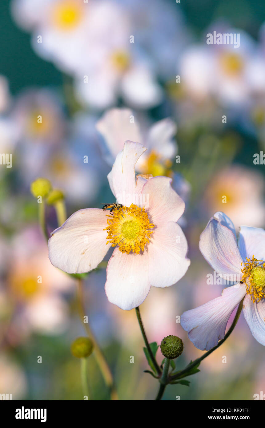 Japanese Anemone flowers in the garden, close up Stock Photo - Alamy
