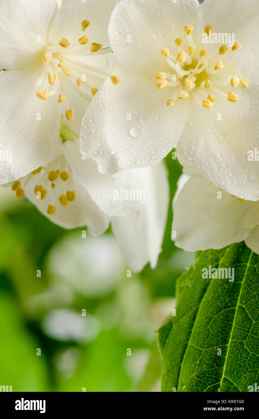 Blooming jasmine bush, close-up Stock Photo - Alamy