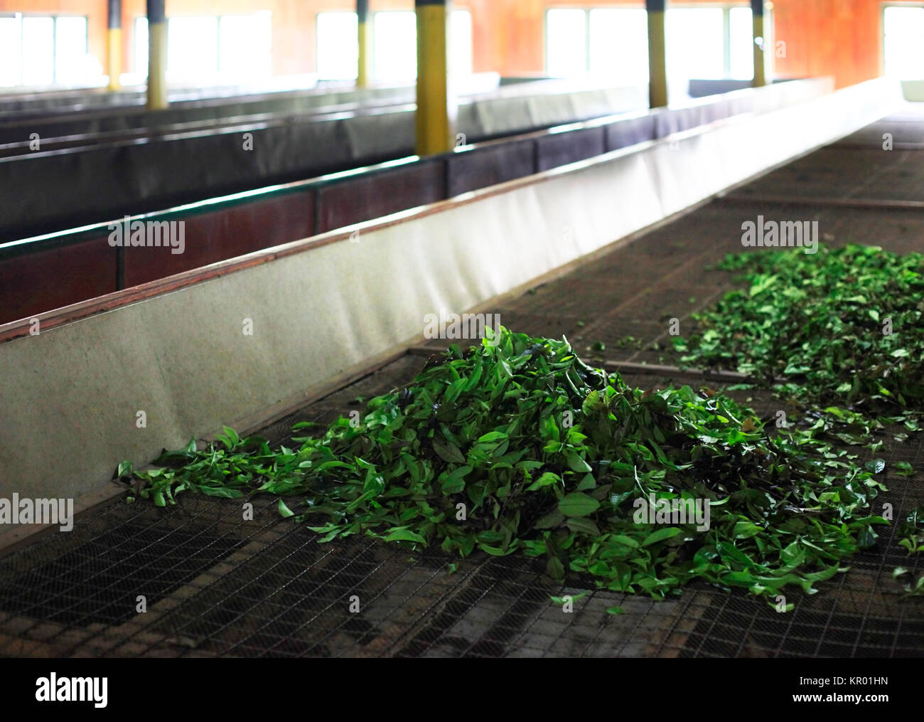 Ceylon Tea Factory on Sri Lanka Stock Photo - Alamy