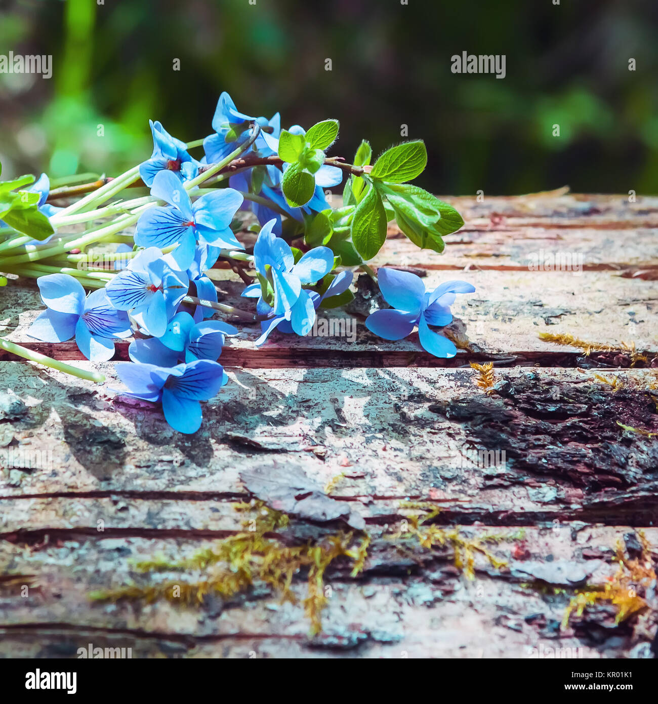 Floral background with forest violet Stock Photo - Alamy