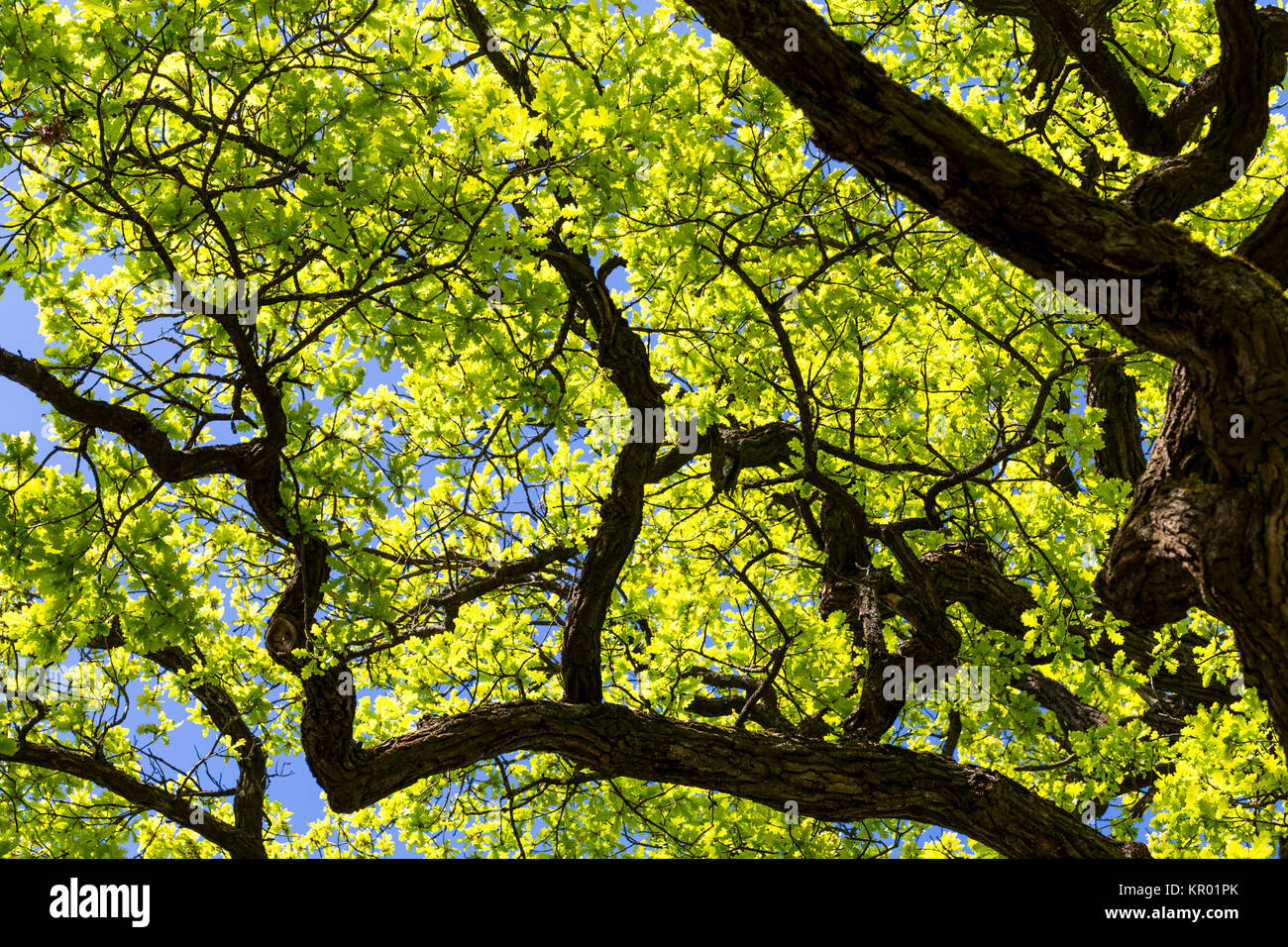 Ancient oak tree Stock Photo - Alamy