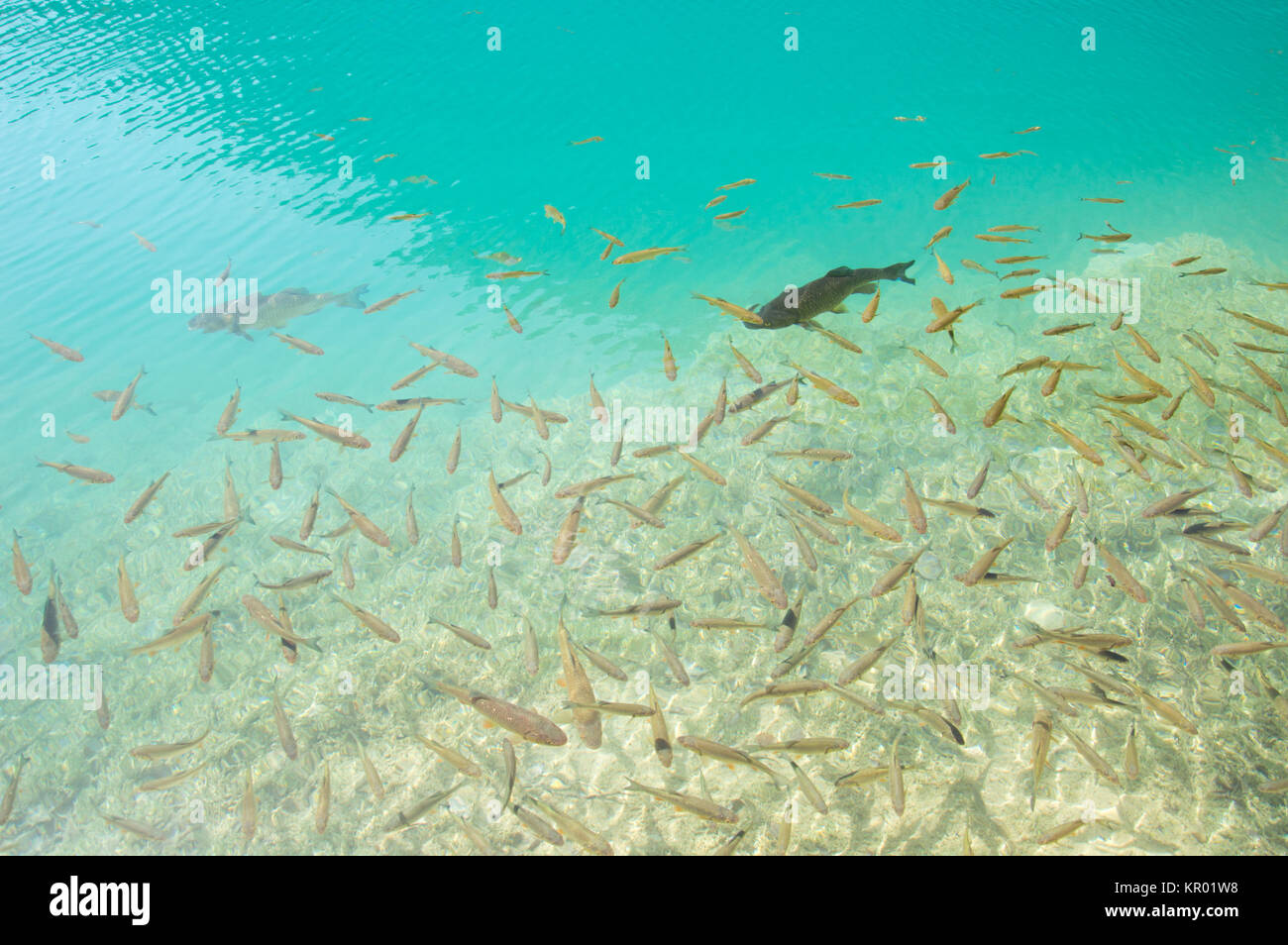 natural lake with fish Stock Photo - Alamy