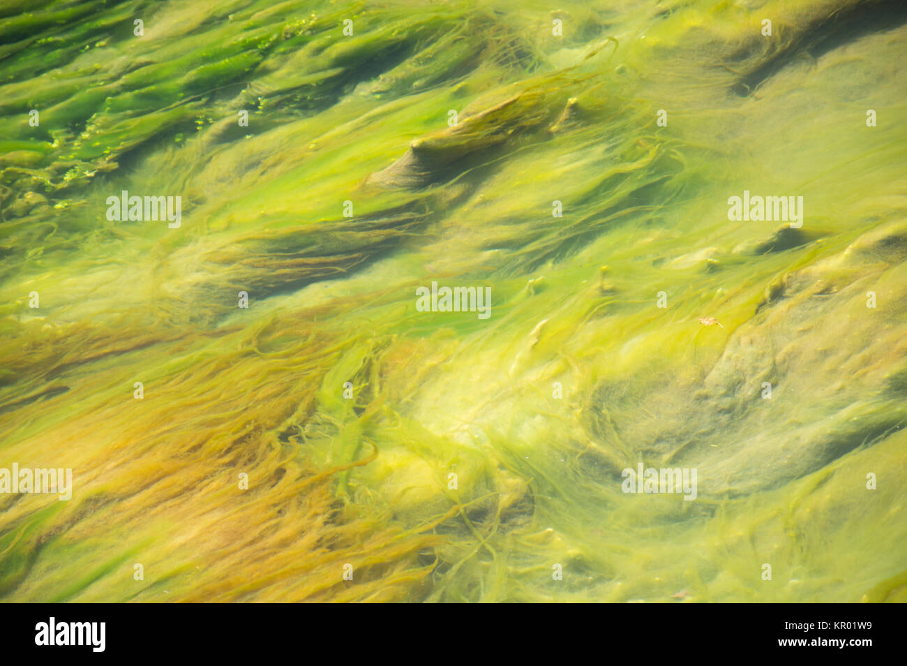 Growth of algae hi-res stock photography and images - Alamy