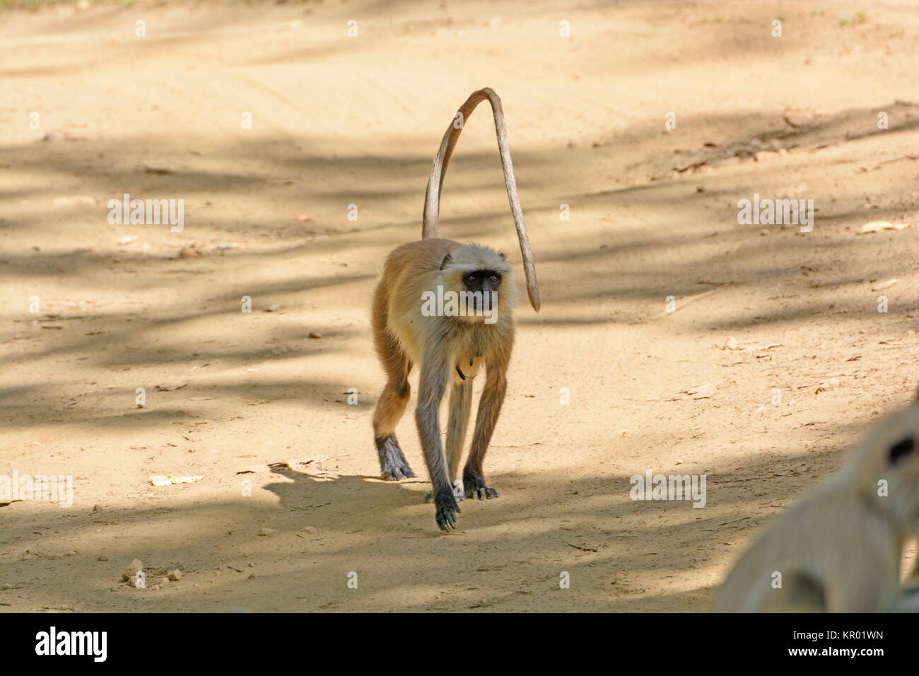 Northern Indian Langur walking down a path Stock Photo - Alamy