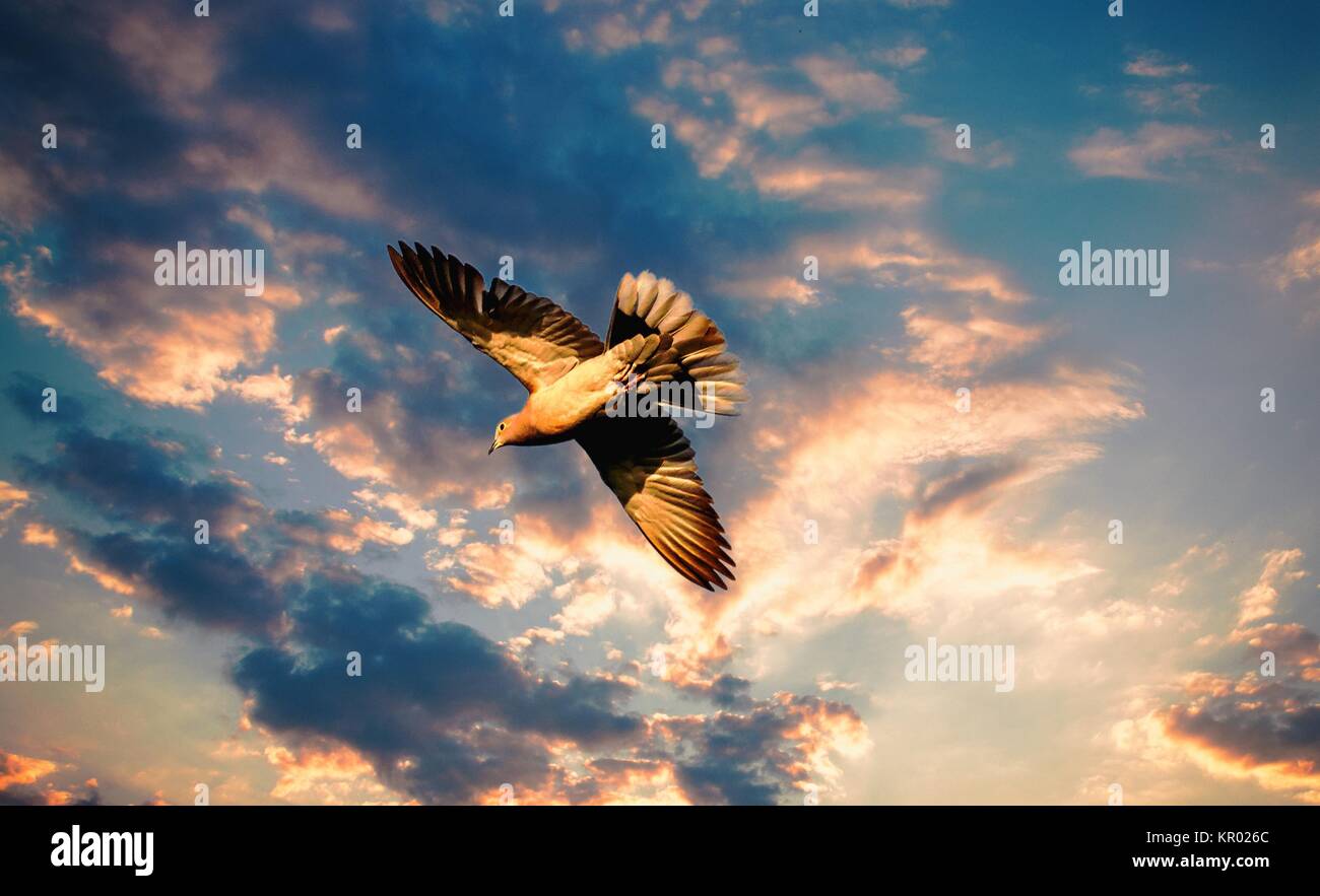 dove in flight Stock Photo - Alamy
