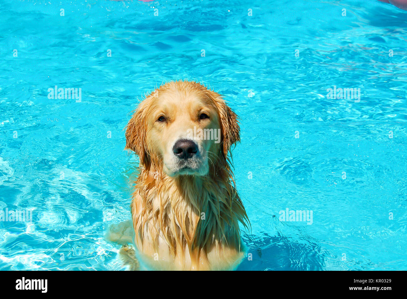 A pure male Labrador race dog refreshing in a swimming pool Stock Photo ...