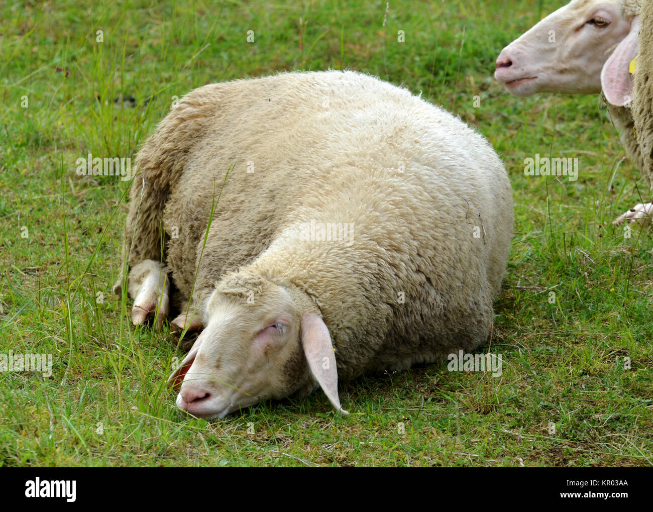 Ovis gnelini hi-res stock photography and images - Alamy