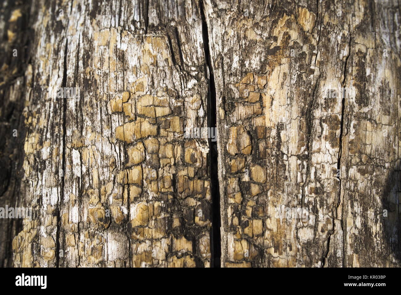 old tree trunk Stock Photo - Alamy