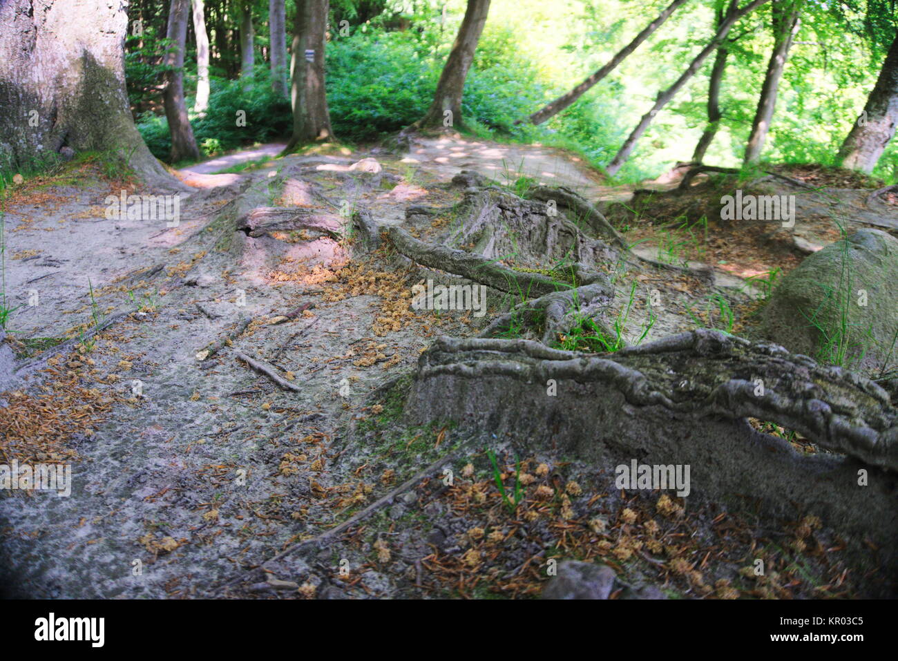 Tree root protruding hi-res stock photography and images - Alamy
