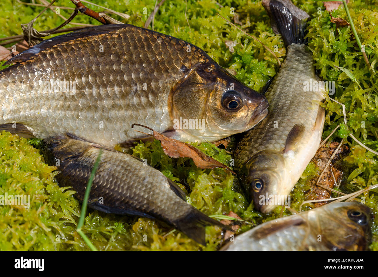 Carp on the shore Stock Photo - Alamy