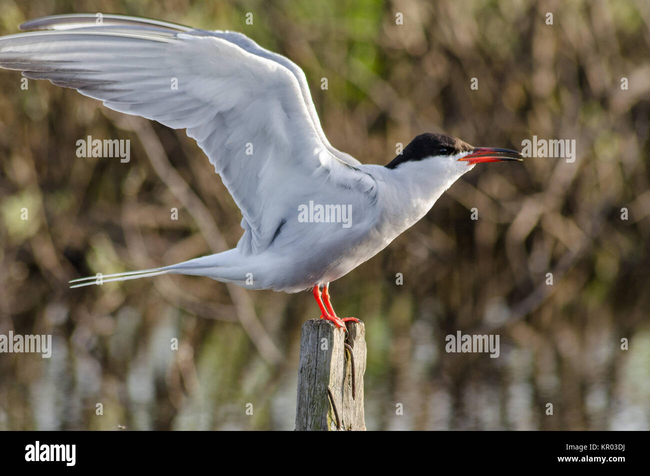 Tern is a waterfowl bird, the Seagull Stock Photo - Alamy