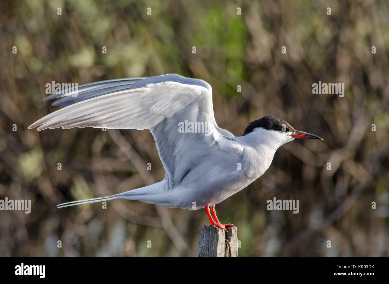 Tern is a waterfowl bird, the Seagull Stock Photo - Alamy